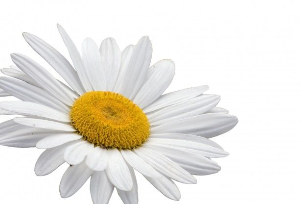 What Does Daisy Smell Like? – Perfume Nez